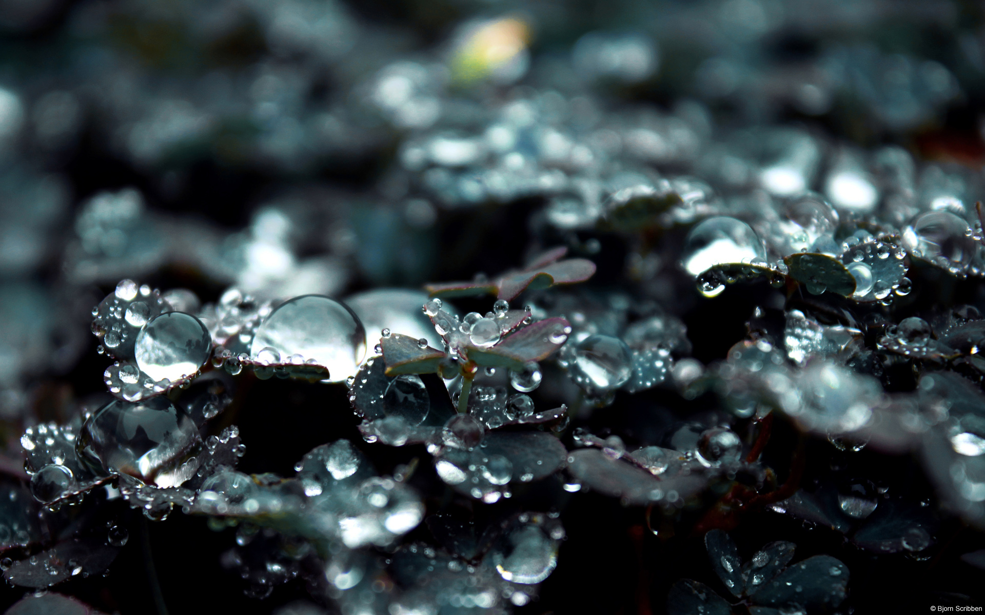 Waterdrops on clover - Telecom Tidbits